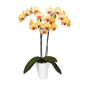 Phalaenopsis – Flores de Chiltepec
