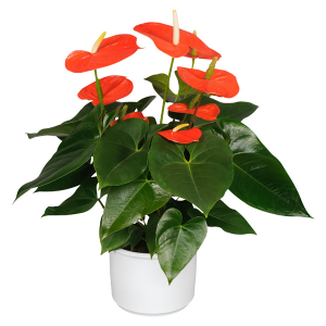 AMARILLO – Flores de Chiltepec