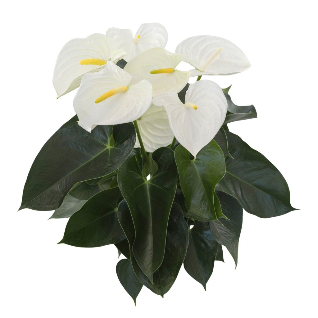 Anthurium – Flores de Chiltepec