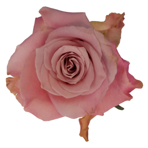 Faith – Flores de Chiltepec