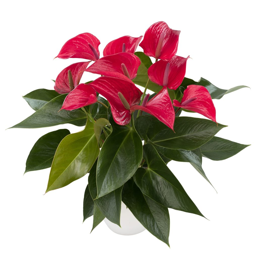 Anthurium – Flores de Chiltepec