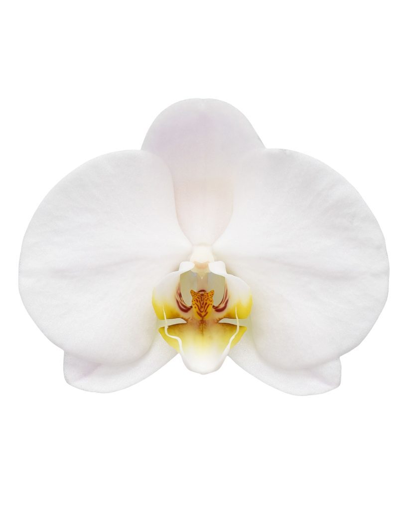 Blanco – Flores de Chiltepec
