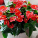 PLANTAS – Flores de Chiltepec