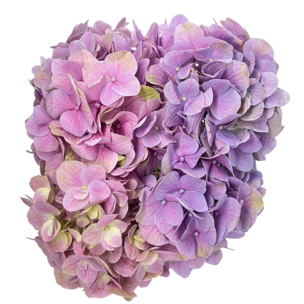 Hortensia – Flores de Chiltepec