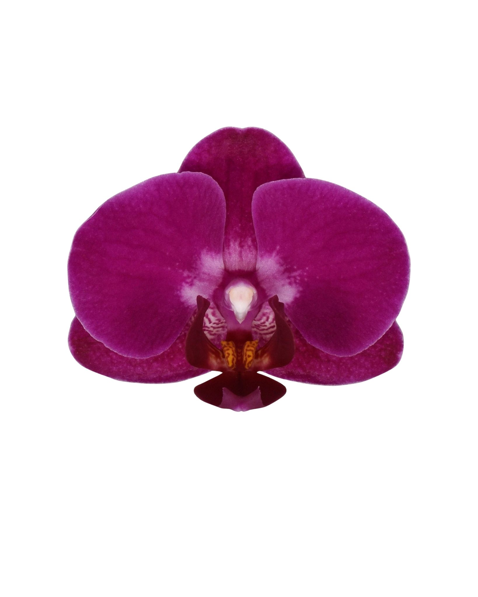 Morado – Flores de Chiltepec