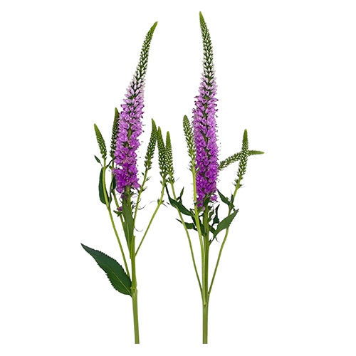 Verónica rosa – Flores de Chiltepec