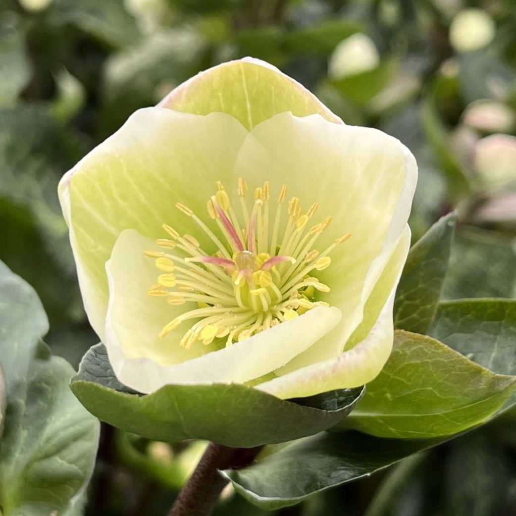 FLOR DE CORTE – Flores de Chiltepec