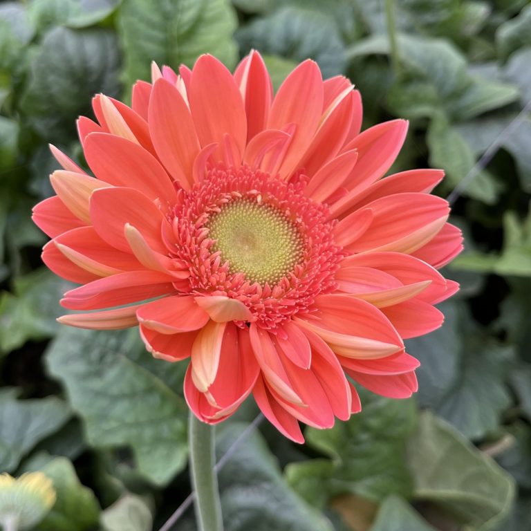 FLOR DE CORTE – Flores de Chiltepec